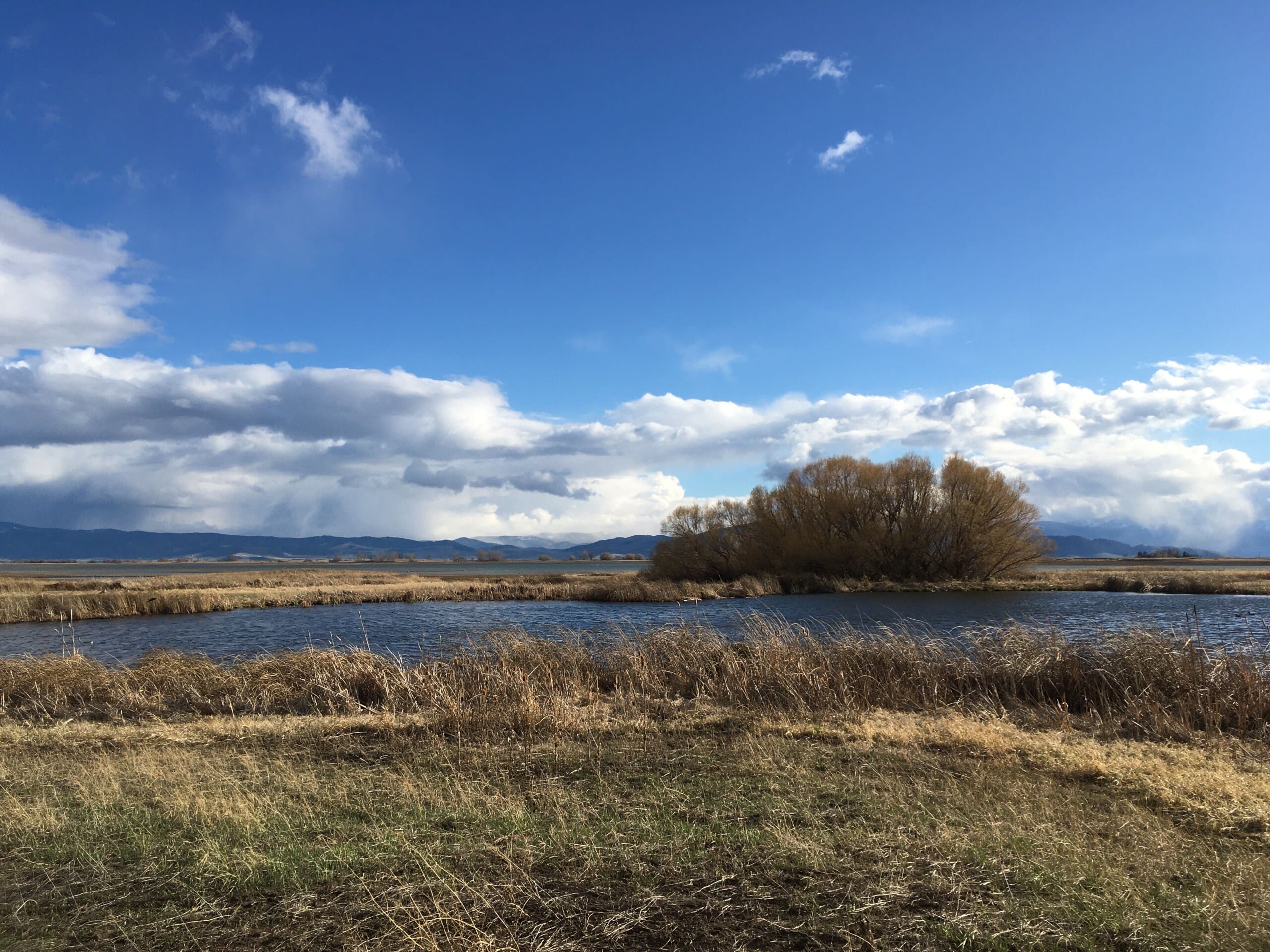 Bridging Wildlife and Roads: Part 1 - Herrera