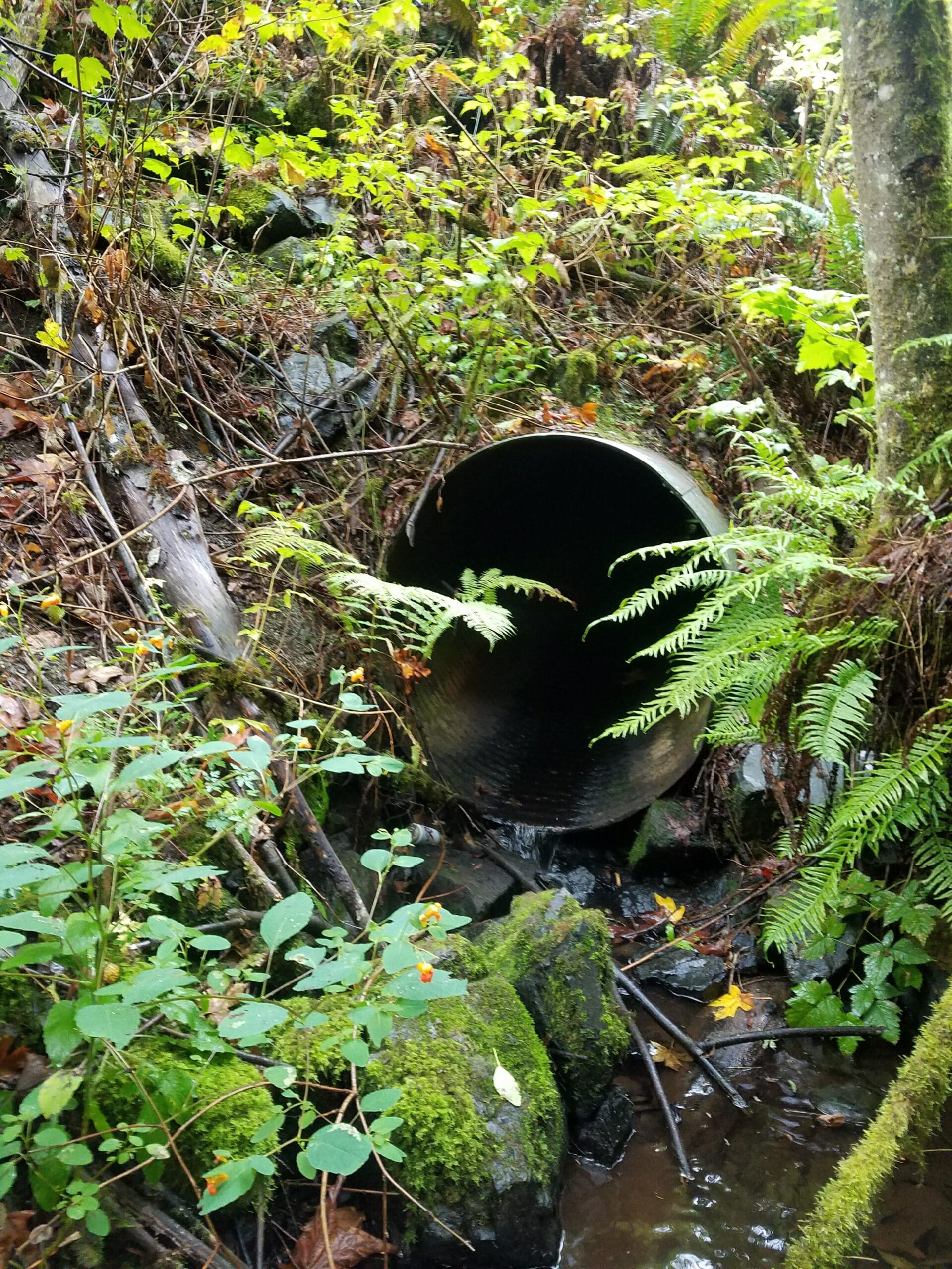 Enselman Road Culvert Replacement - Herrera